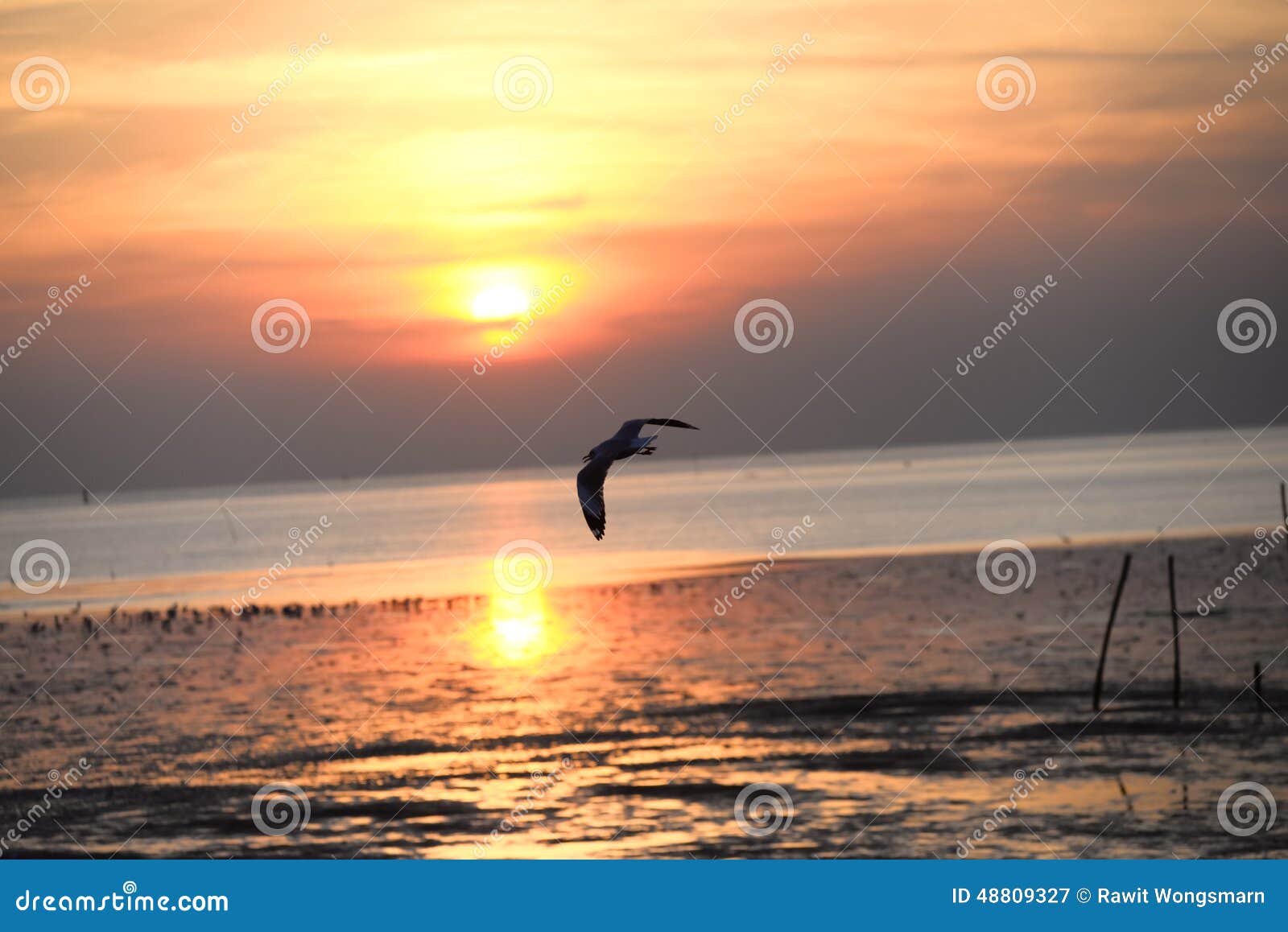 Seagull with Sunset in the Background Stock Image - Image of sunrise ...