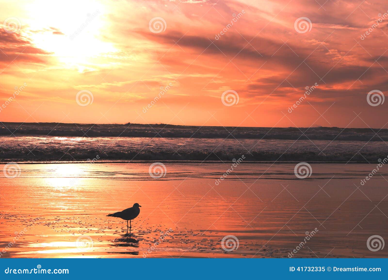 Seagull in sunset stock image. Image of clouds, beach - 41732335