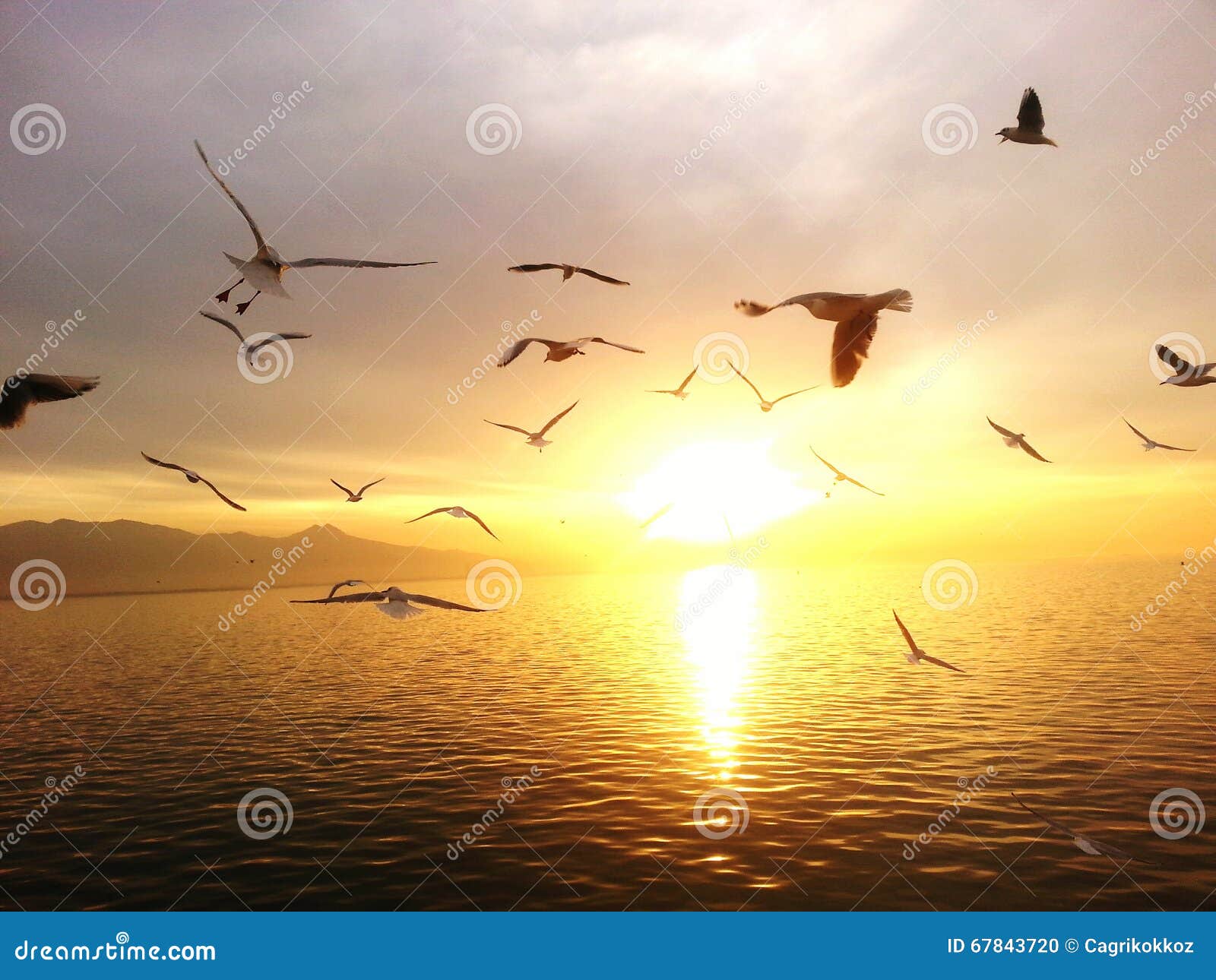 Seagull sunset fly sea stock photo. Image of sunshine - 67843720
