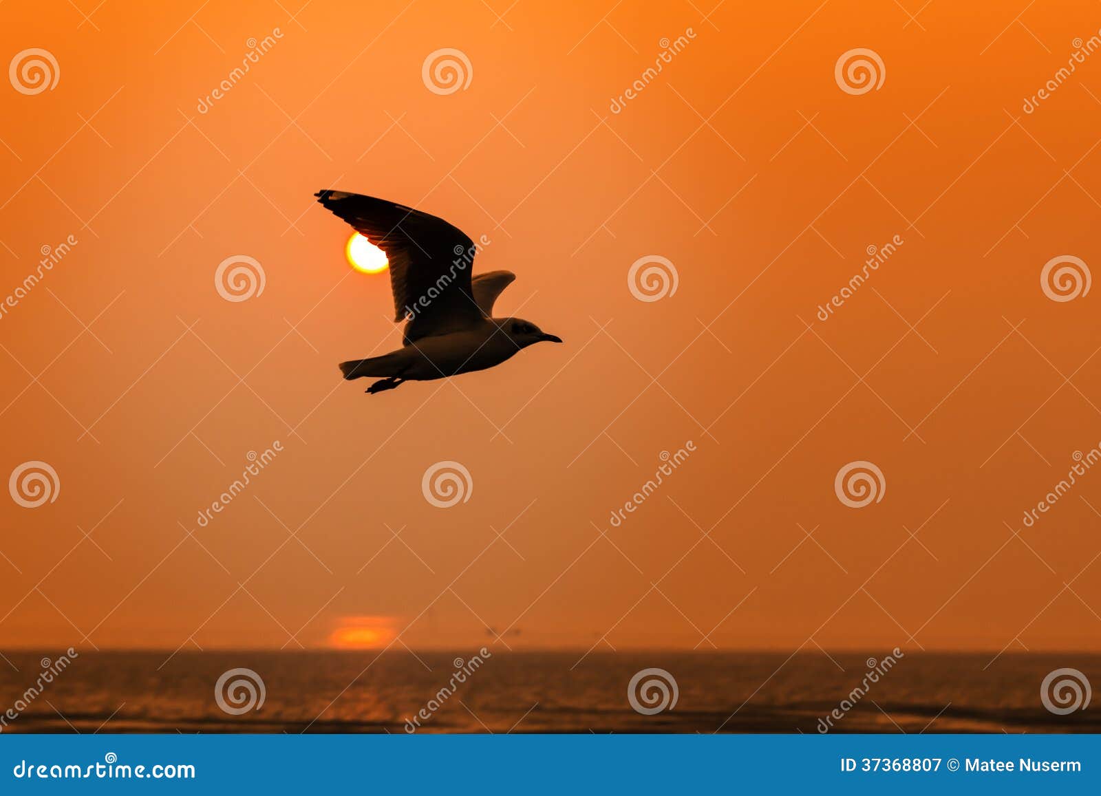 Seagull at sunset stock image. Image of outdoors, seabird - 37368807