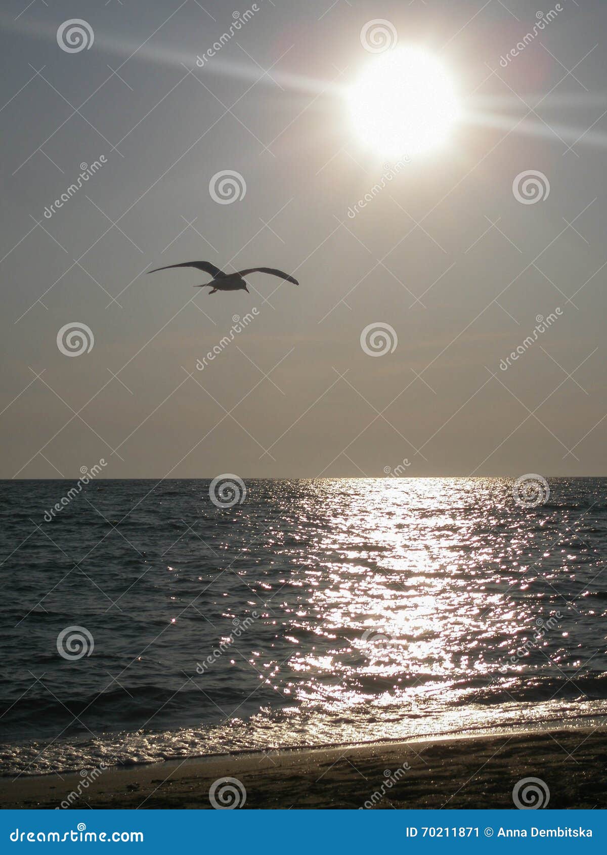 Seagull at sunset stock image. Image of lunar, hover - 70211871