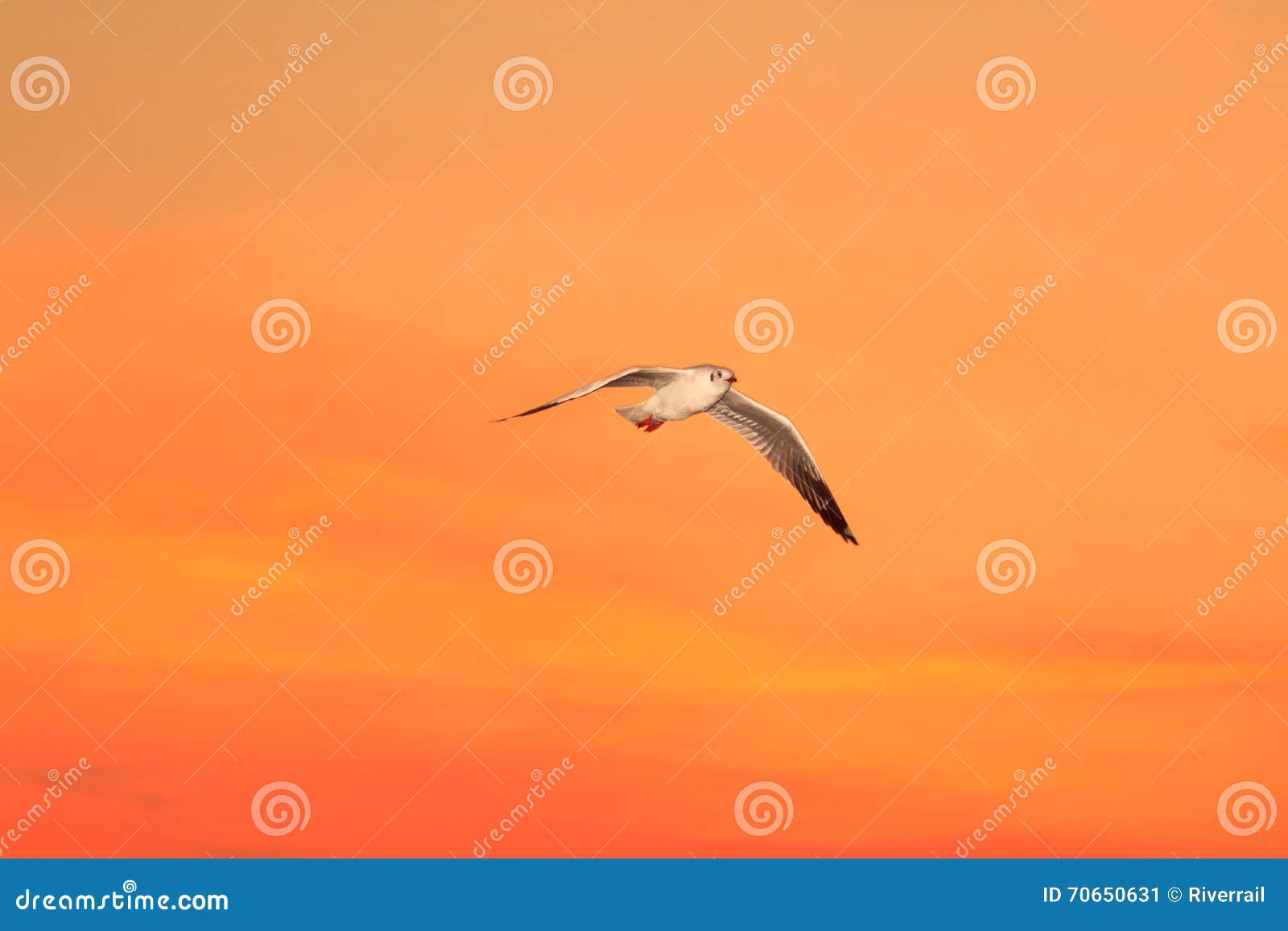 Seagull in the sunset stock image. Image of animal, freedom - 70650631