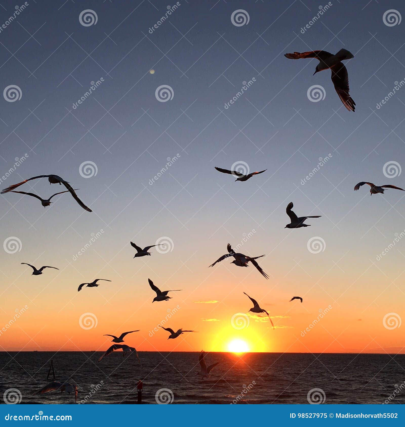 Seagull Sunset stock image. Image of flying, sunset, orange - 98527975