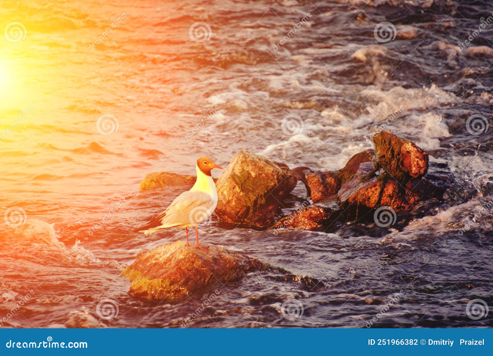 Seagull at Sunset Sits Rock Amid Stormy Stream of Water Stock Photo ...