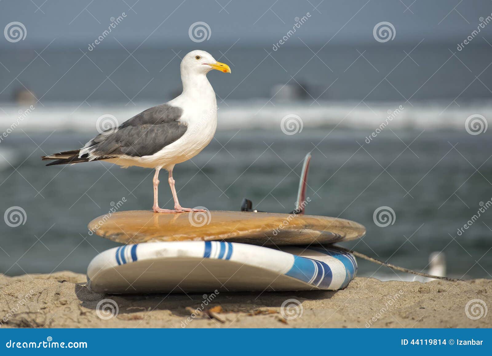 Seagull on Surf Board on Sandy Beach Stock Photo - Image of horizon ...