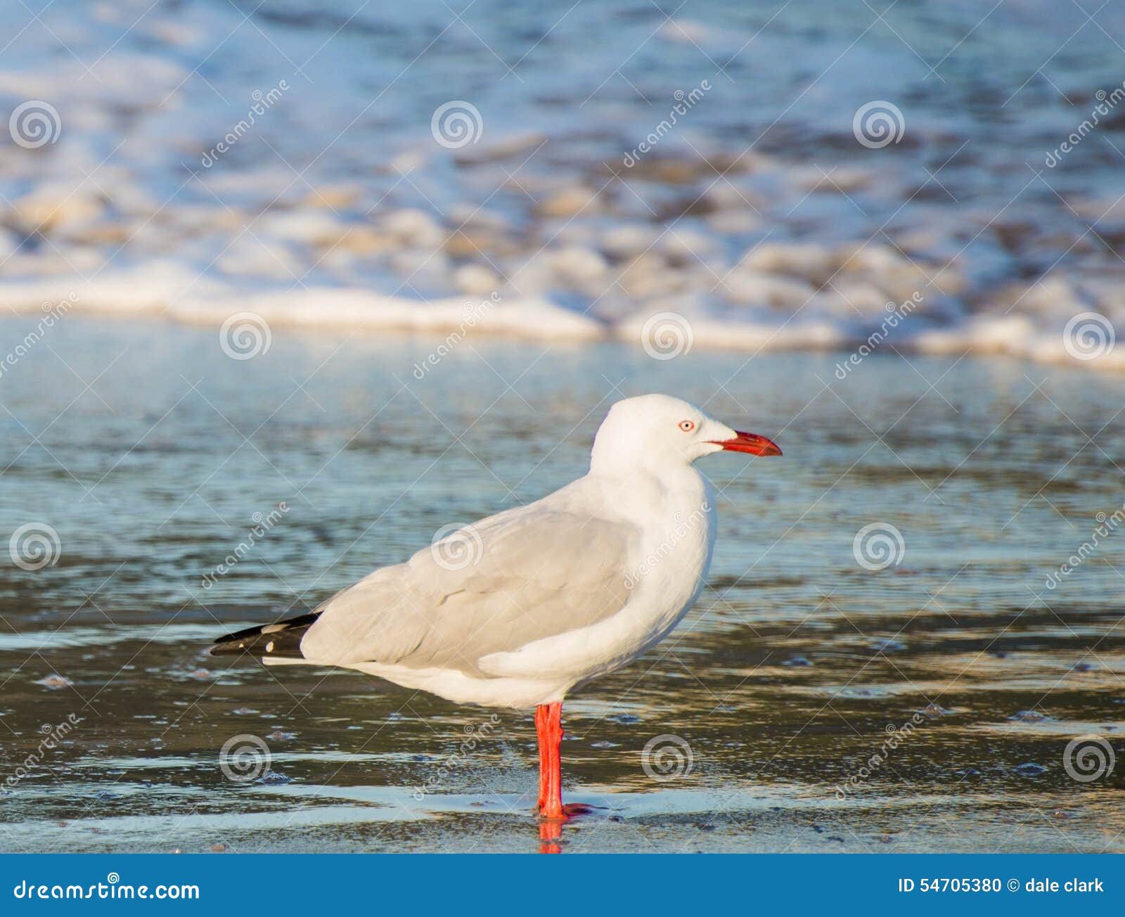 Seagull on the surf stock photo. Image of standing, surf - 54705380