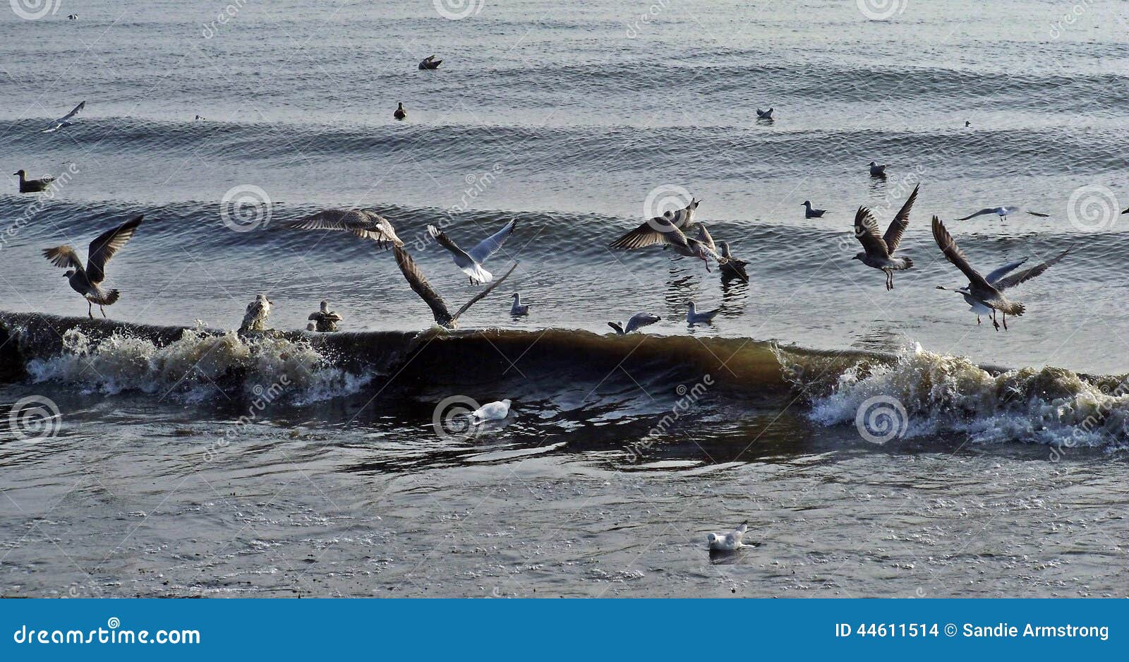 Seagull Surfing stock photo. Image of birds, beach, foam - 44611514
