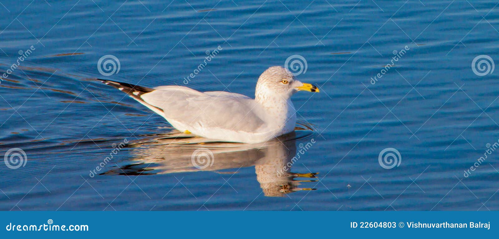 Seagull Swimming stock image. Image of sunny, seagull - 22604803