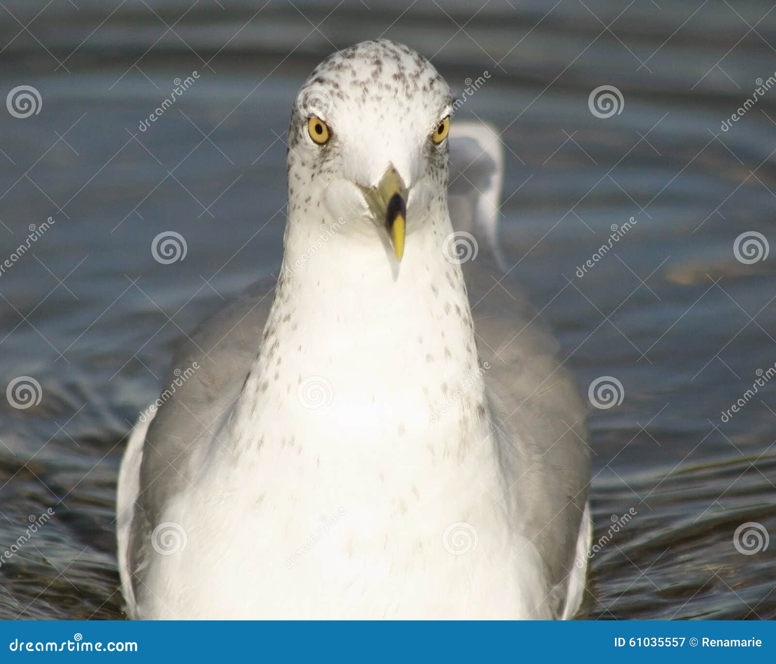 Seagull Swimming Forwards with Eyes Staring Straight Ahead into Camera ...