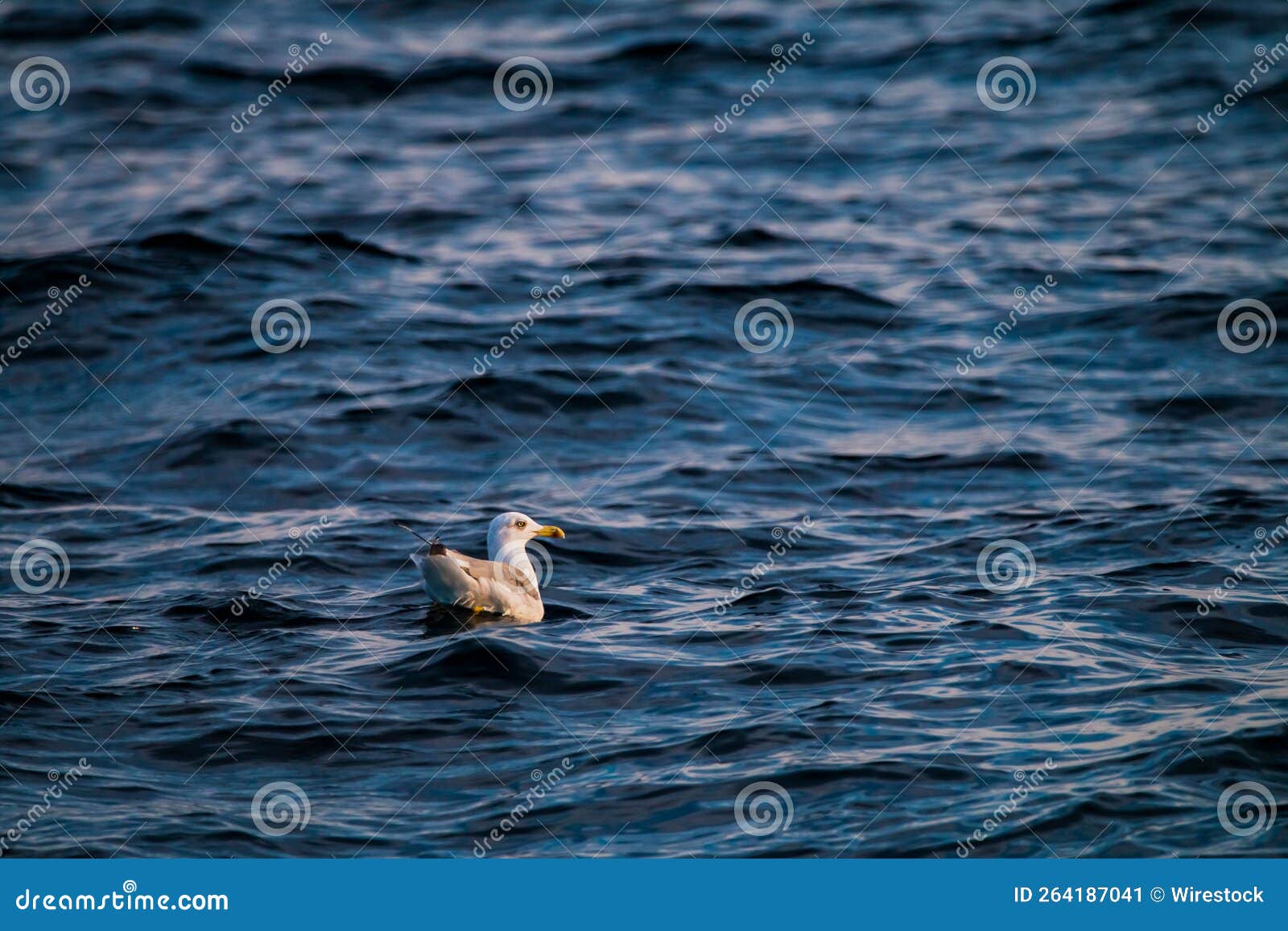 Seagull Swimming on the Water Stock Image - Image of birdwatching, bird ...