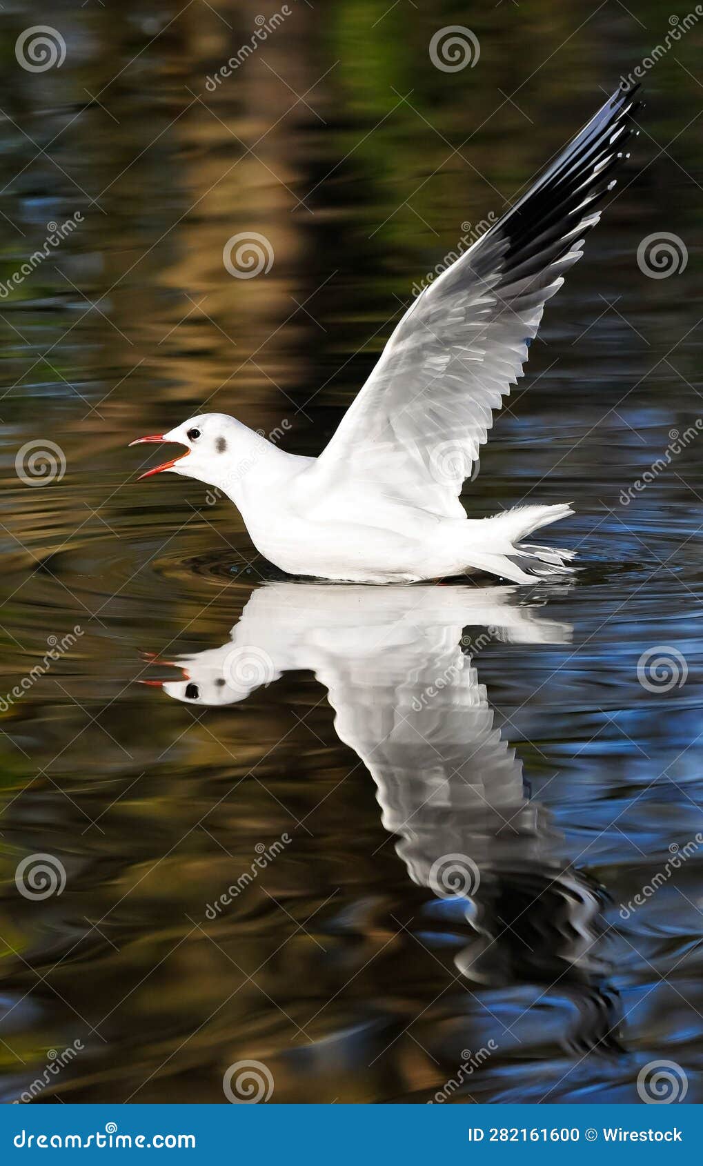 Seagull swimming in water stock photo. Image of swimming - 282161600