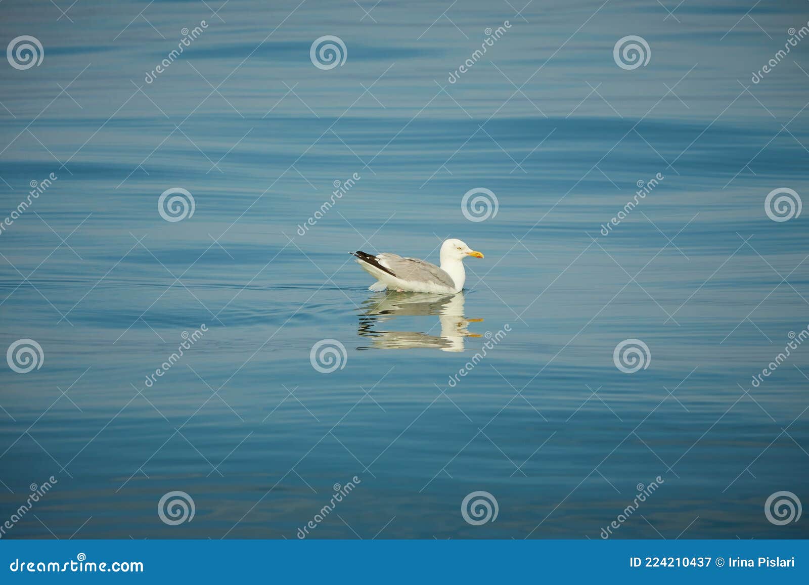 Seagull Swimming on the Water in Irish Sea. Stock Image - Image of calm ...