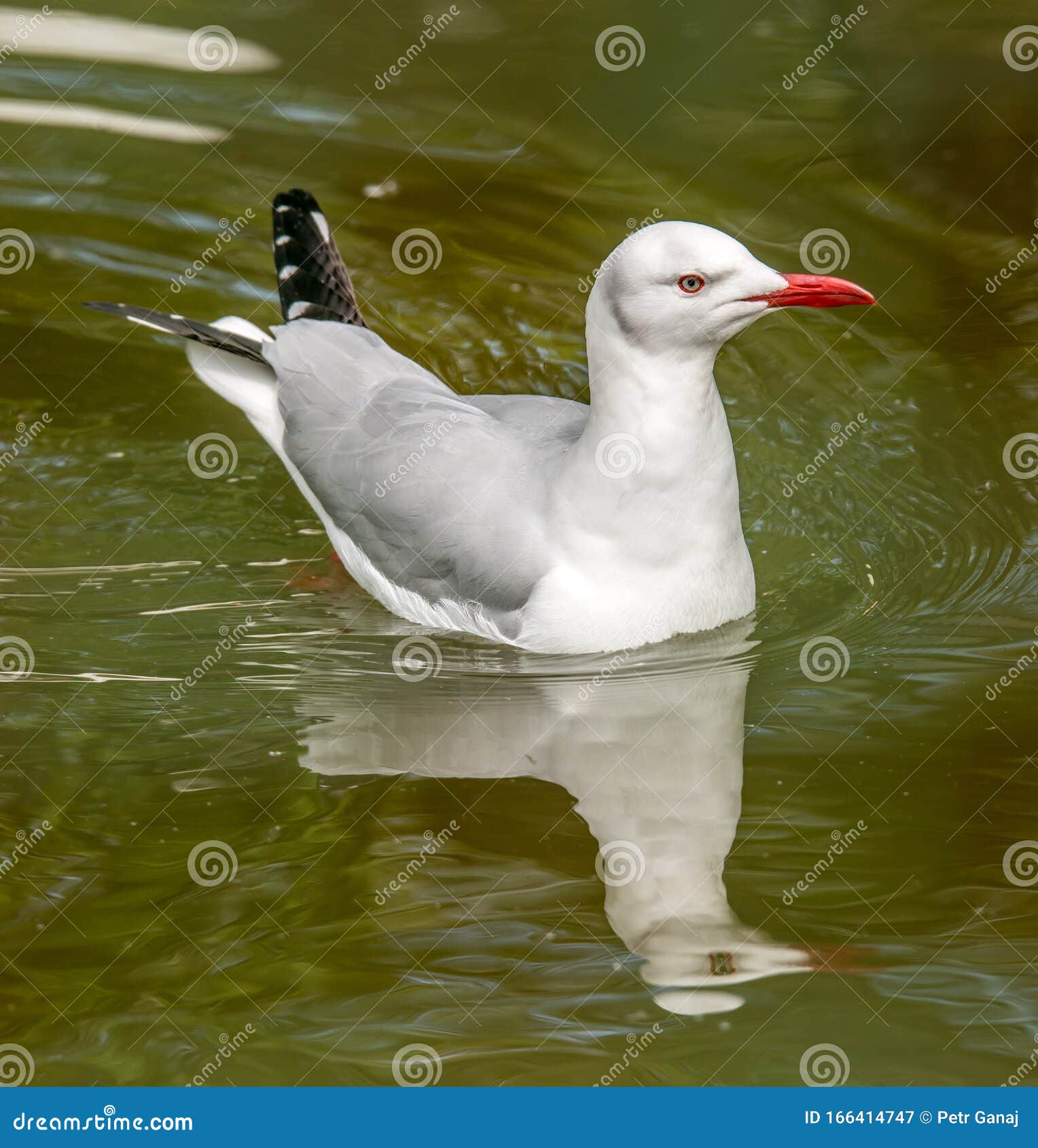 Seagull Swimming on Water with Reflection Stock Image - Image of ...