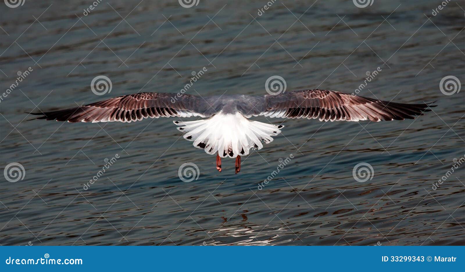 Seagull tail stock image. Image of aves, bird, avian - 33299343