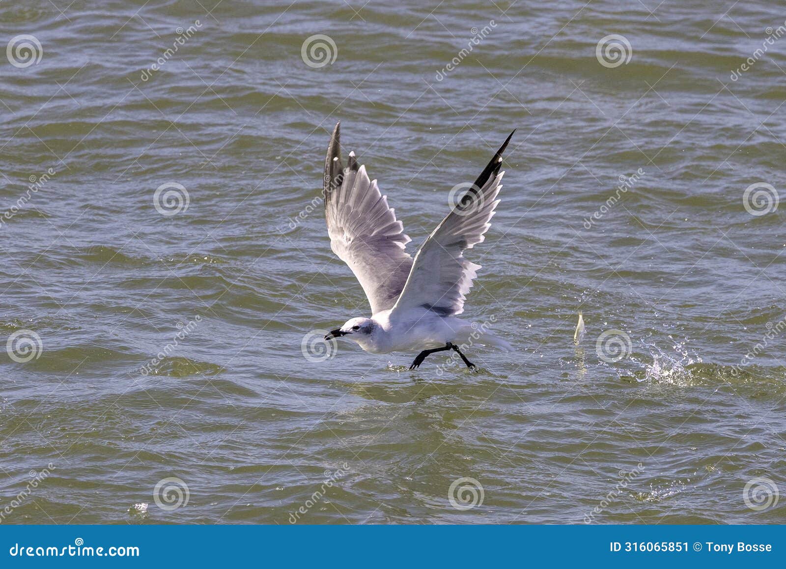 Seagull Taking Flight from the Ocean Surface Stock Image - Image of seagulls, bird: 316065851