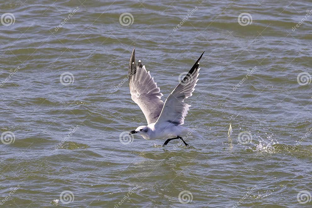 Seagull Taking Flight from the Ocean Surface Stock Image - Image of ...