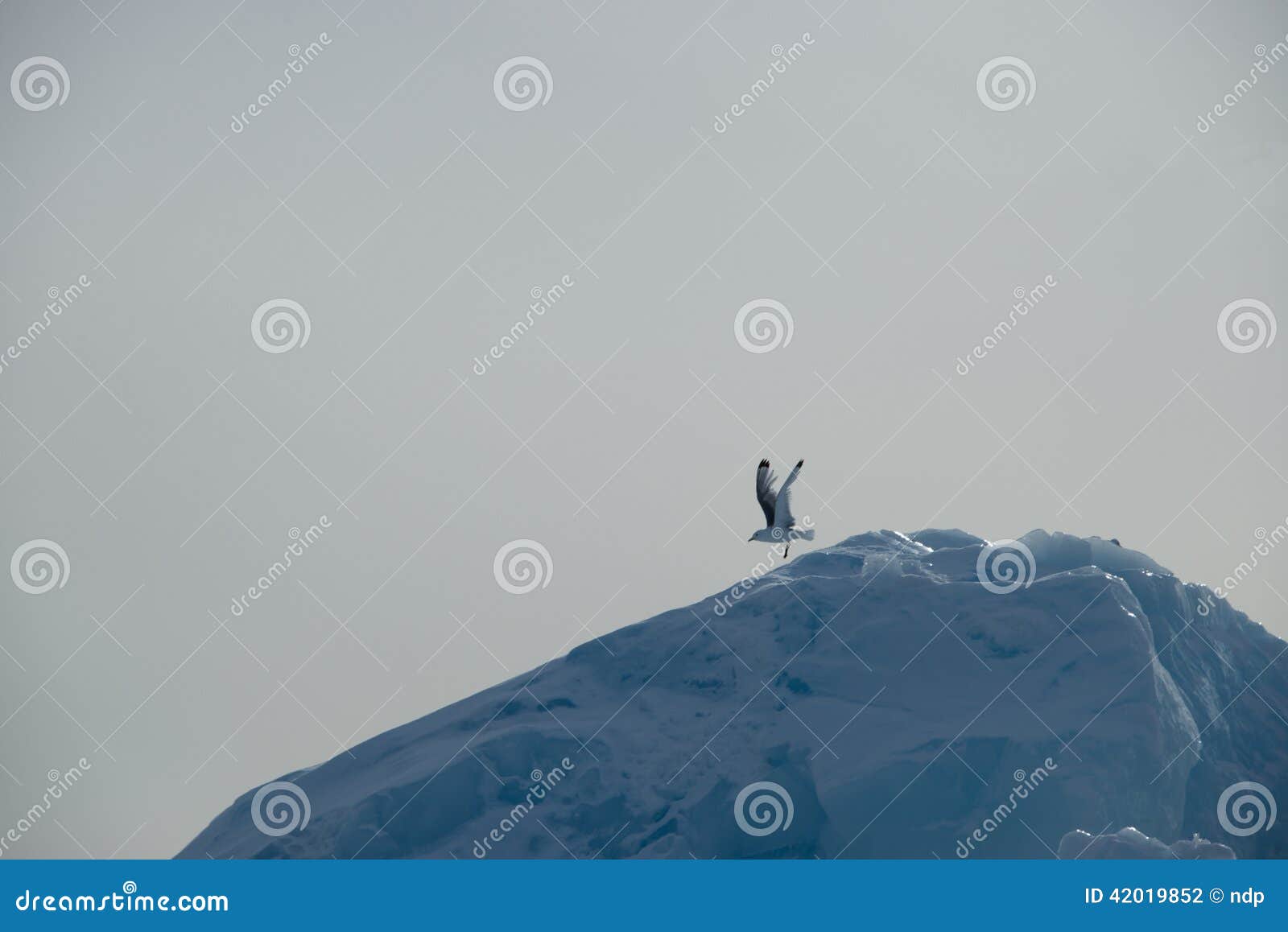 Seagull Taking Off Down Slope of Iceberg Stock Photo - Image of ...