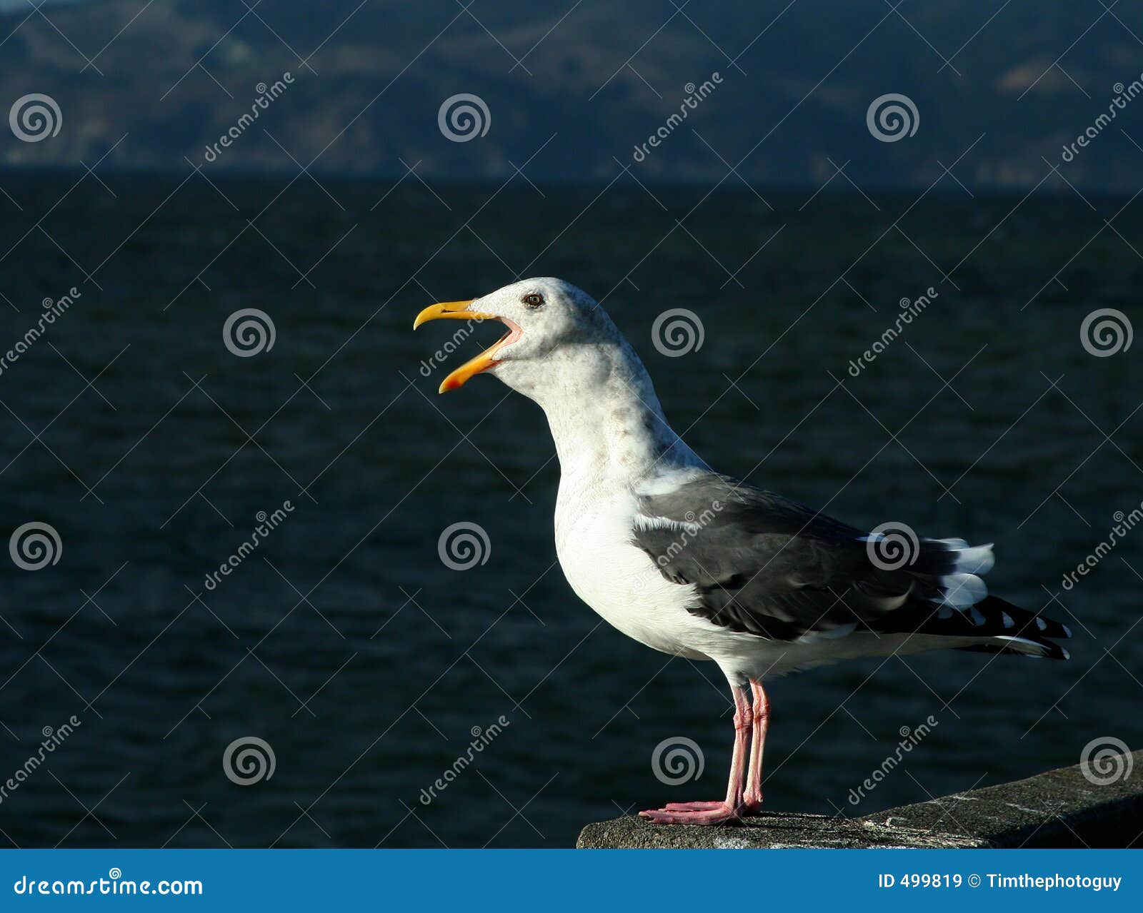 Seagull Talking Picture. Image: 499819
