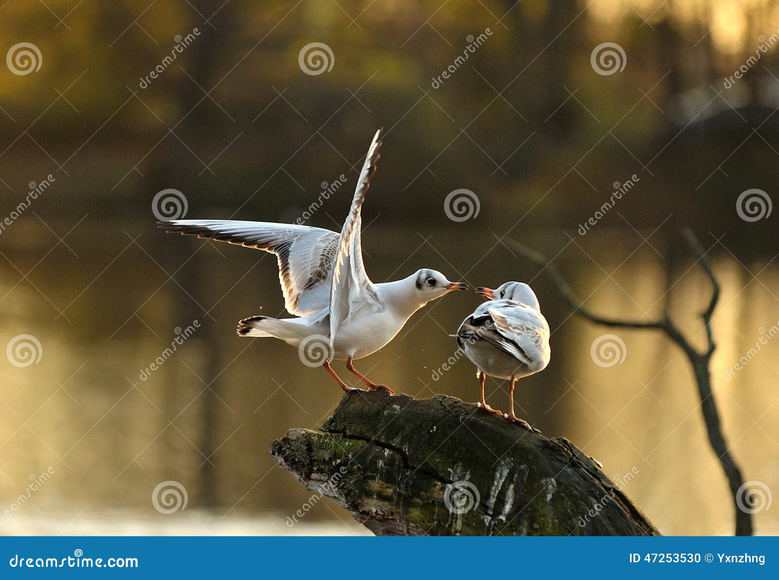 Seagull Talking To Each Other Stock Photo - Image of detail, sunset ...