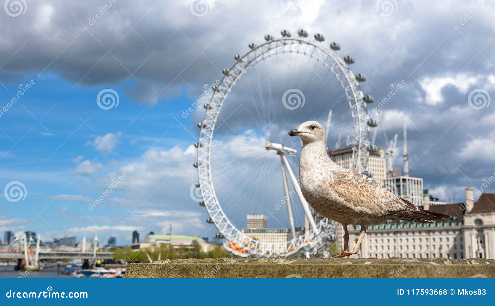 Seagull at the Thames River in London Editorial Stock Photo - Image of ...