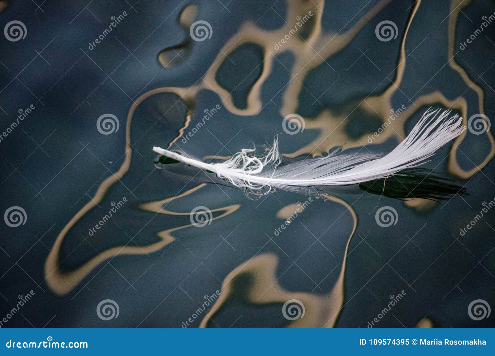 The Seagull Left Her Feather Stock Image - Image of reflections ...