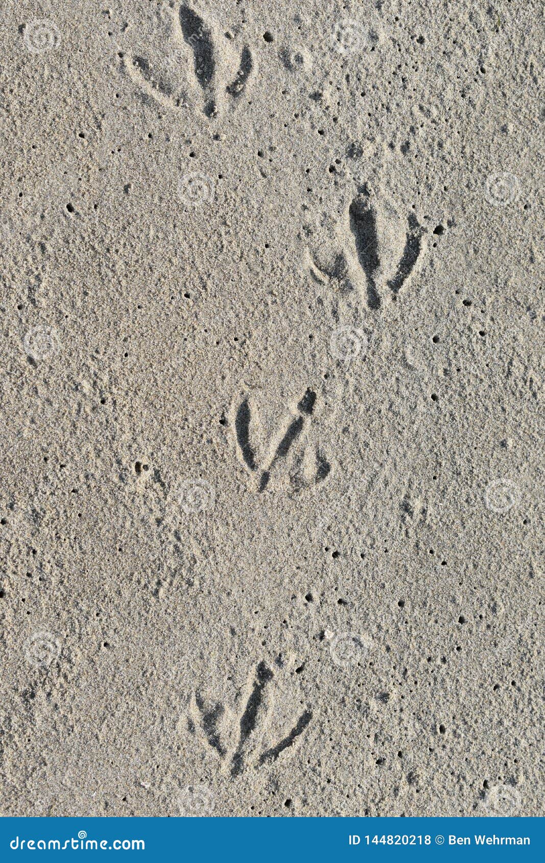 Seagull Tracks on the Beach Stock Photo - Image of seaside, footprint ...