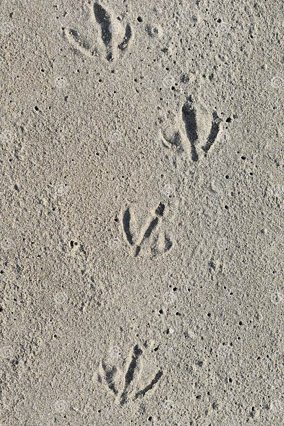 Seagull Tracks on the Beach Stock Photo - Image of seaside, footprint ...