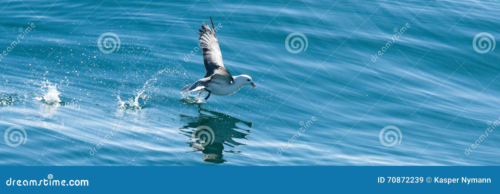 Seagull Trying To Catch a Fish Stock Image - Image of maritime, bird ...