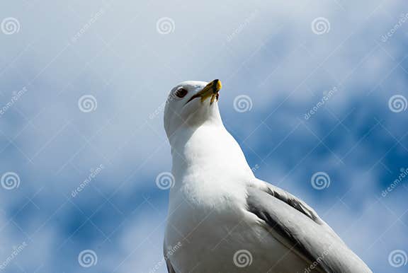 Seagull Turning Head and Casting Shadow. Stock Photo - Image of plumage ...