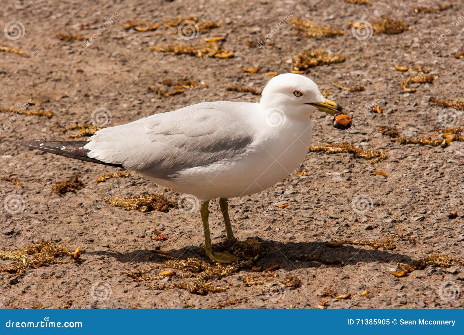 Seagull with turtle stock image. Image of chrysemys, eating - 71385905