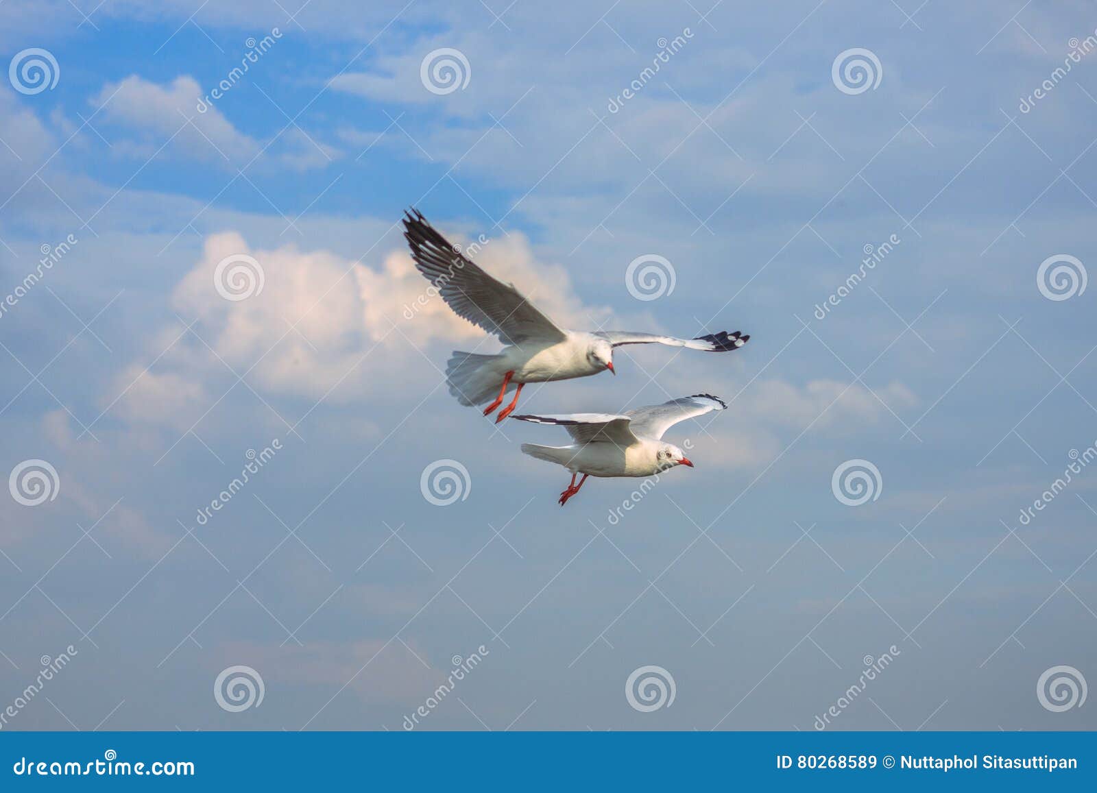 Seagull stock image. Image of wildlife, animal, flying - 80268589