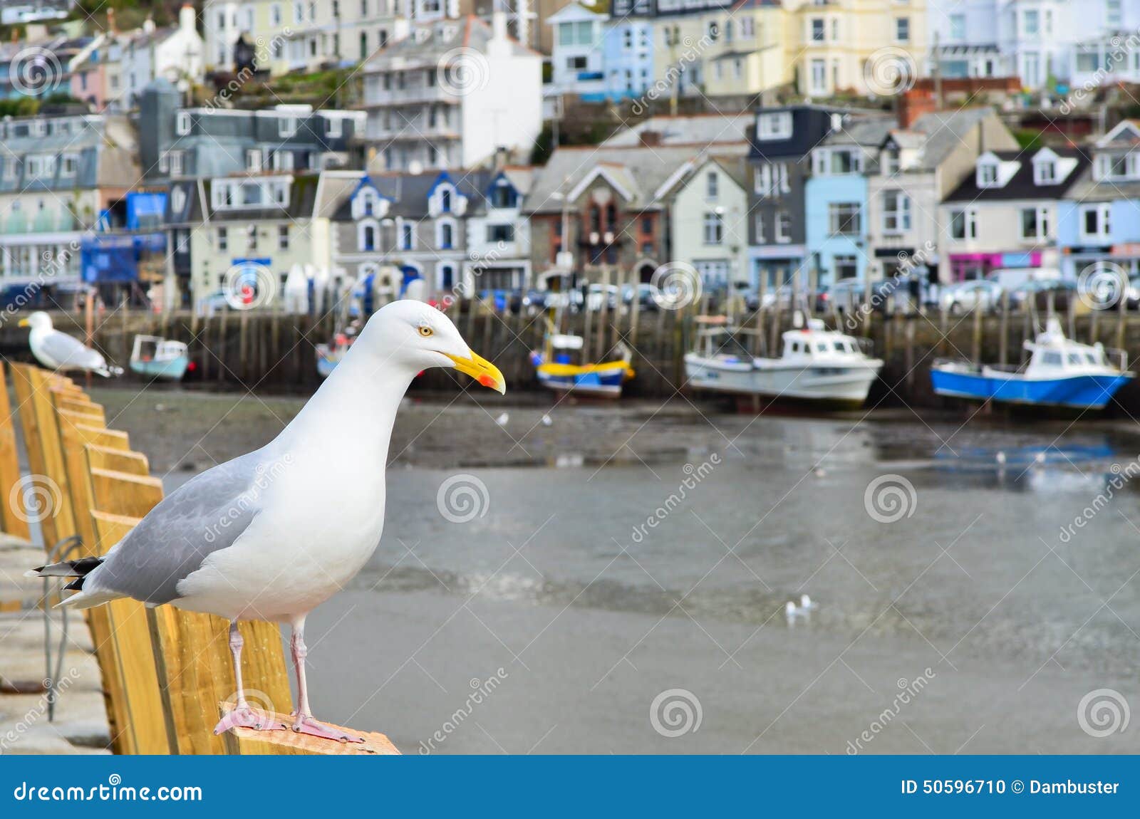 Seagull in a Typically British Seaside Town Setting Stock Photo - Image ...