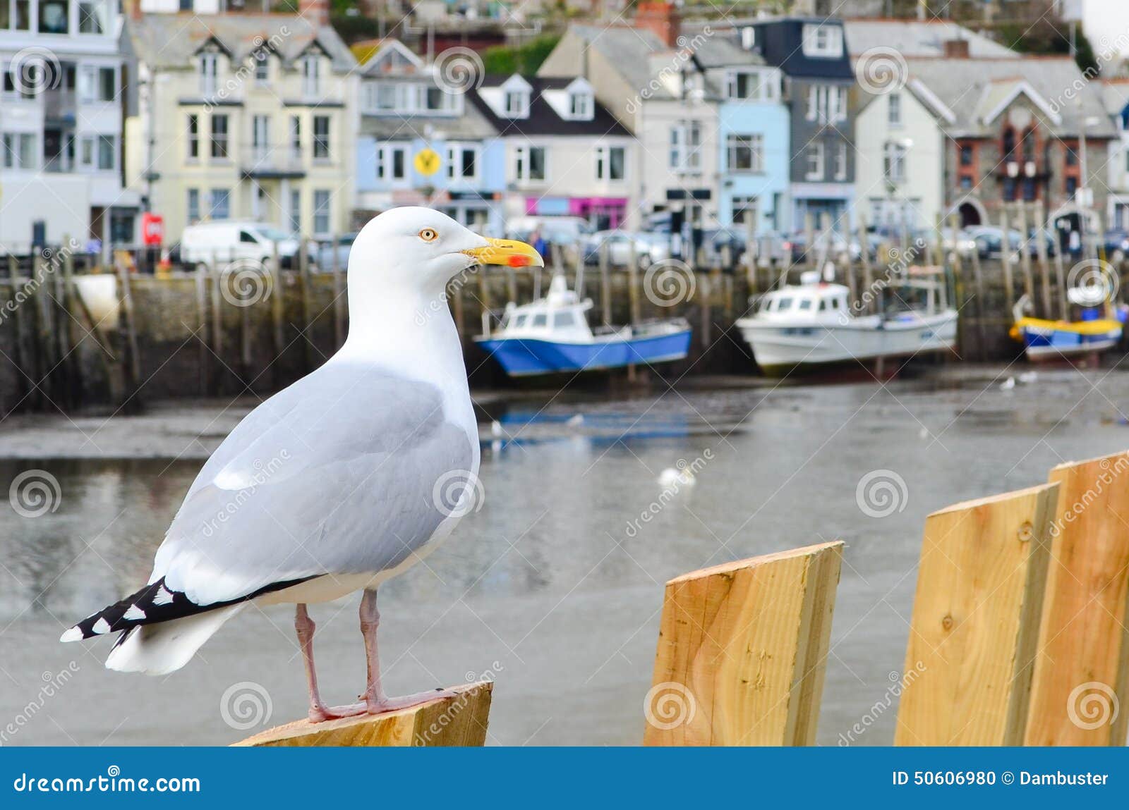Seagull in a Typically British Seaside Town Setting Stock Photo - Image ...