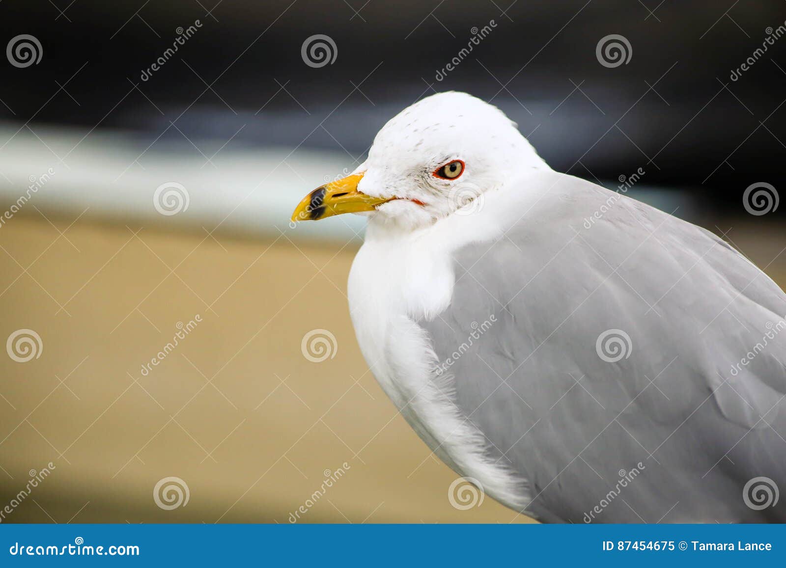 Seagull stock image. Image of face, looking, animal, natural - 87454675