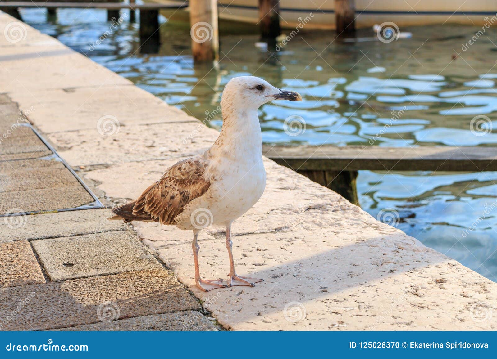 Seagull in Venice, Italy stock photo. Image of water - 125028370