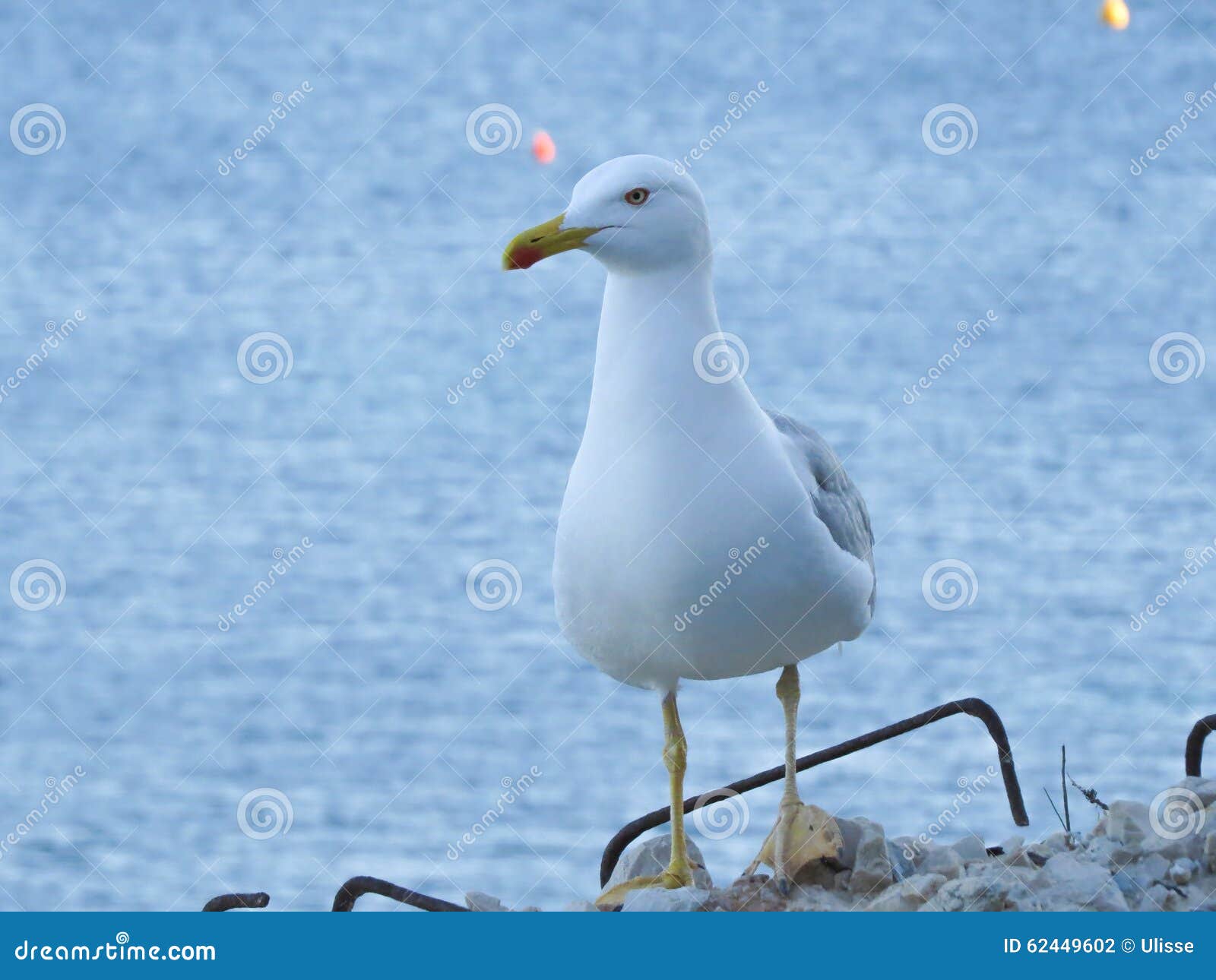 Seagull stock photo. Image of clear, alive, good, real - 62449602