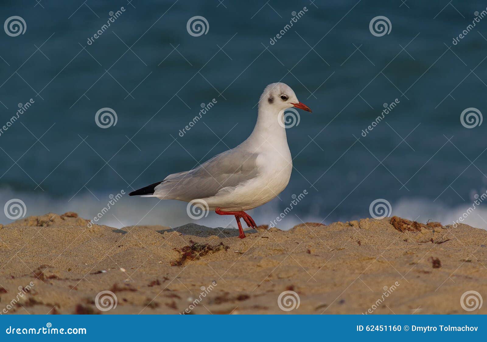 Seagull Walking Along the Beach Stock Photo - Image of profile, autumn ...