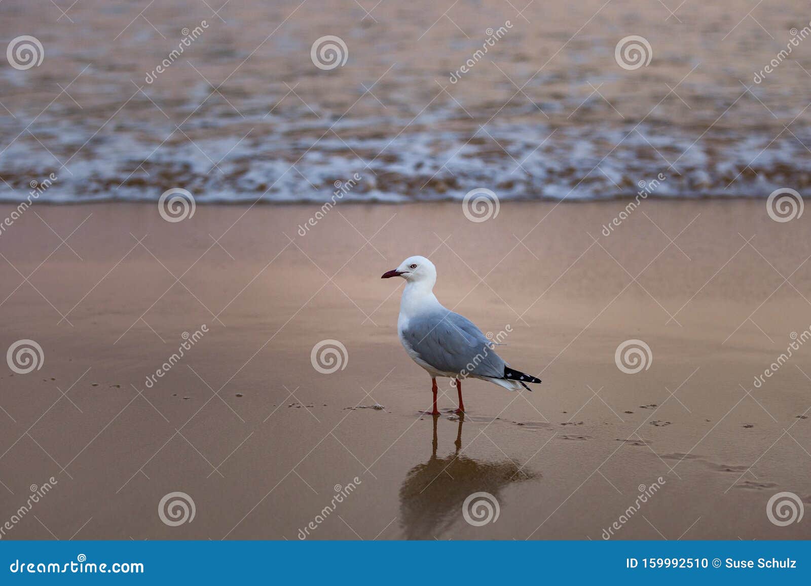 Seagull Walking Along the Beach Stock Photo - Image of sand, mirrow ...