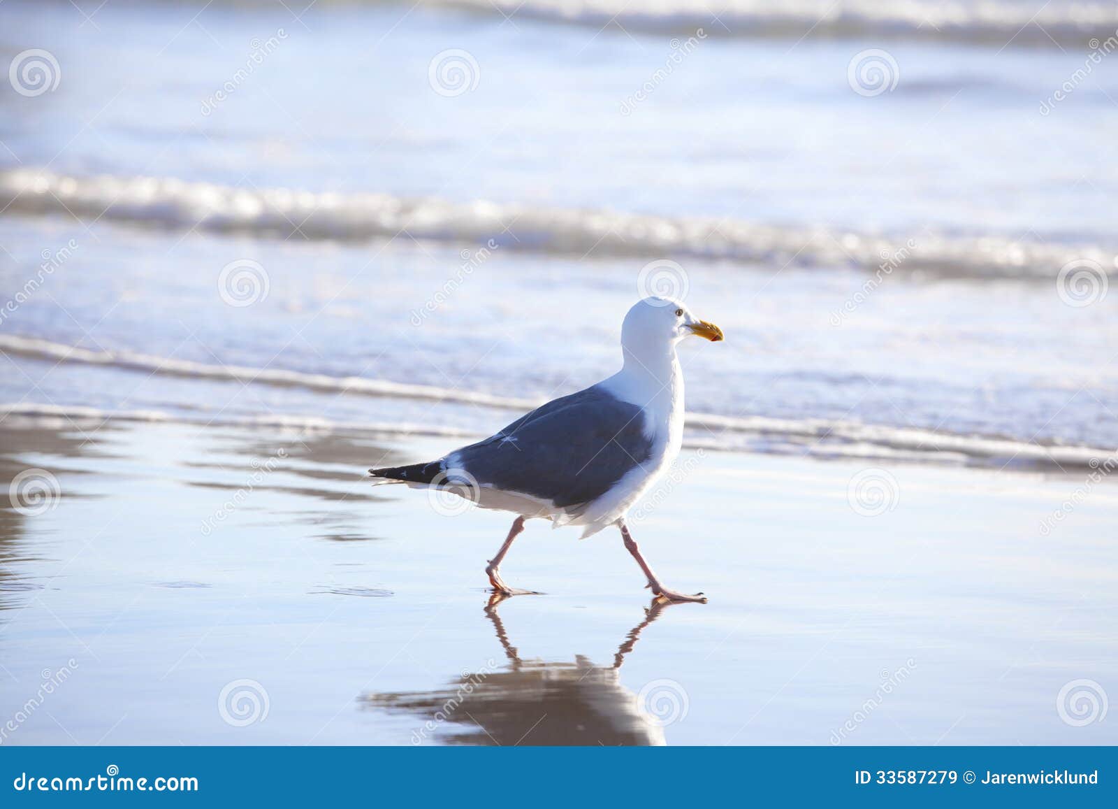Seagull Walking Along Ocean Shore Stock Image - Image of ocean, shore ...
