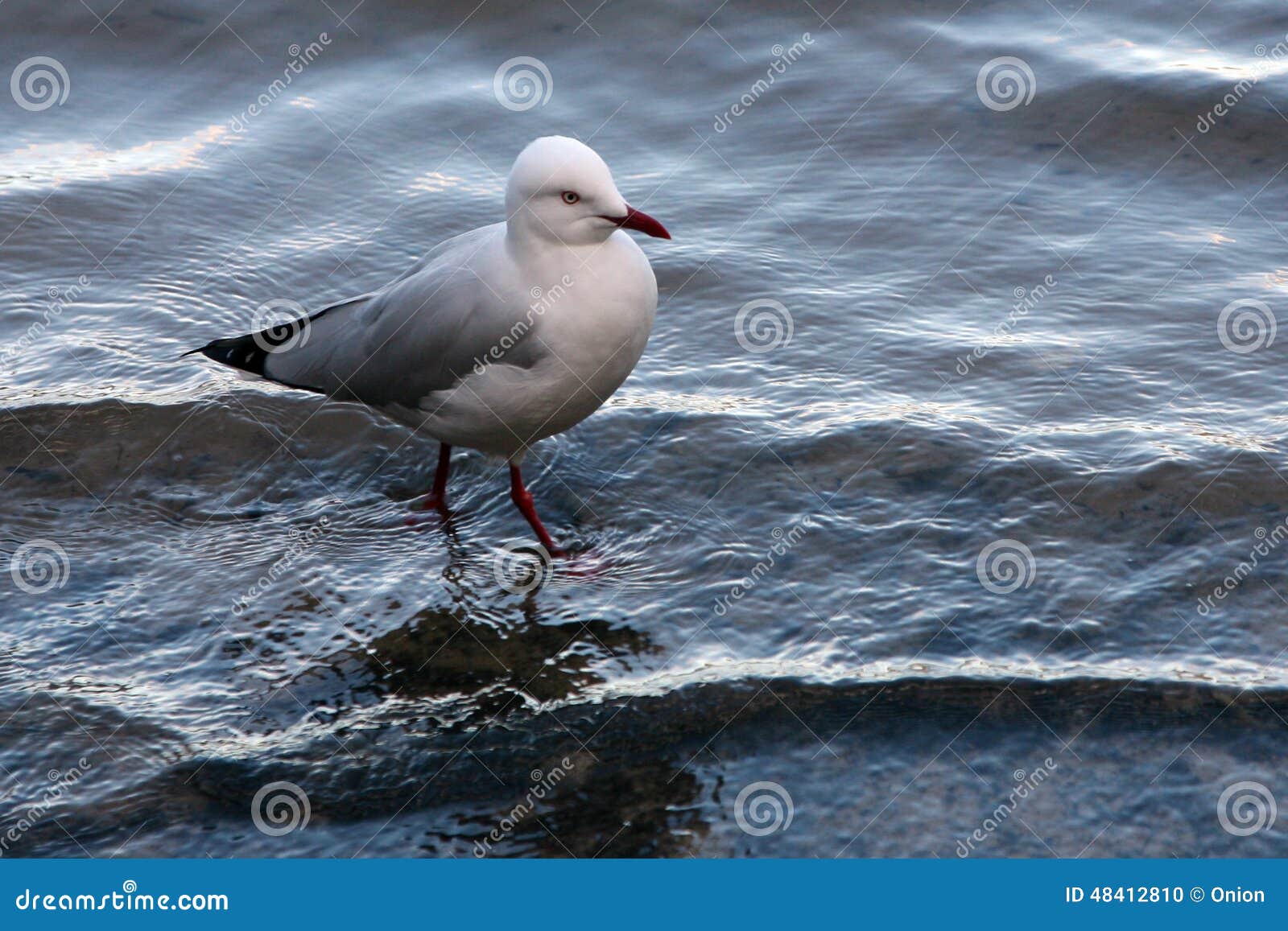 Seagull walking stock photo. Image of holiday, idyllic - 48412810