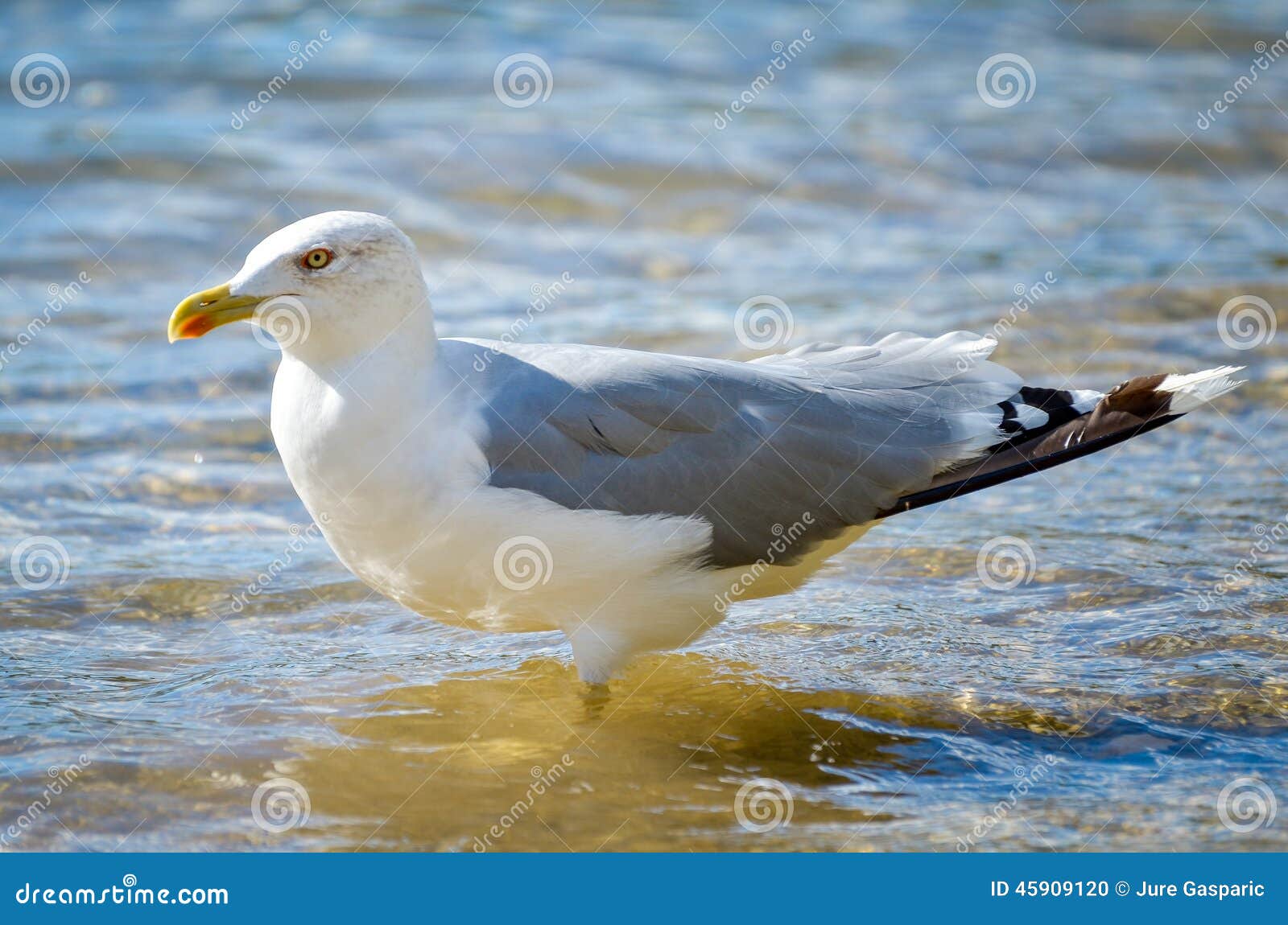 Seagull is Walking on the Beach Stock Photo - Image of freedom, closeup ...