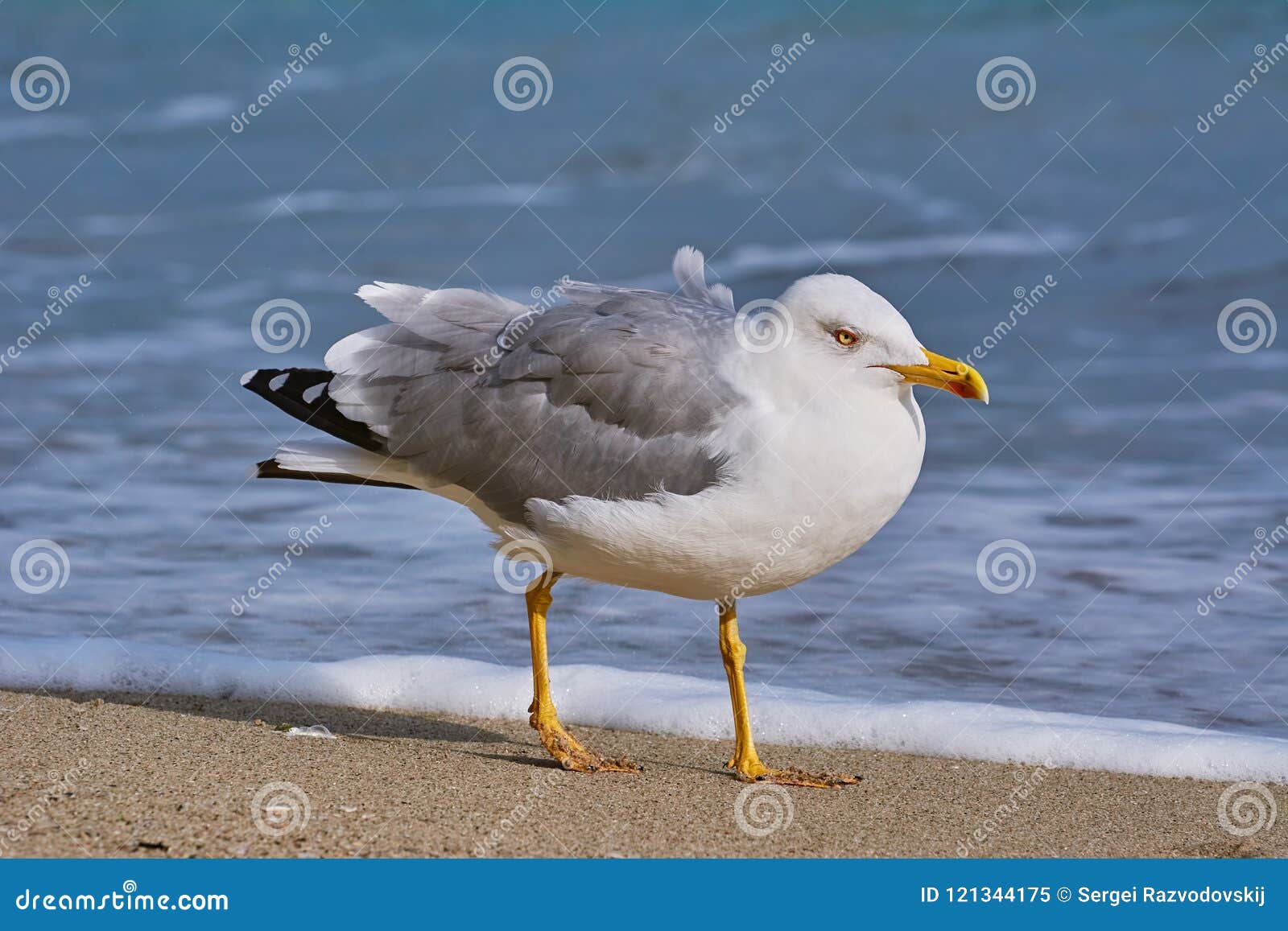 Seagull Walking by the Beach Stock Image - Image of sand, standing ...