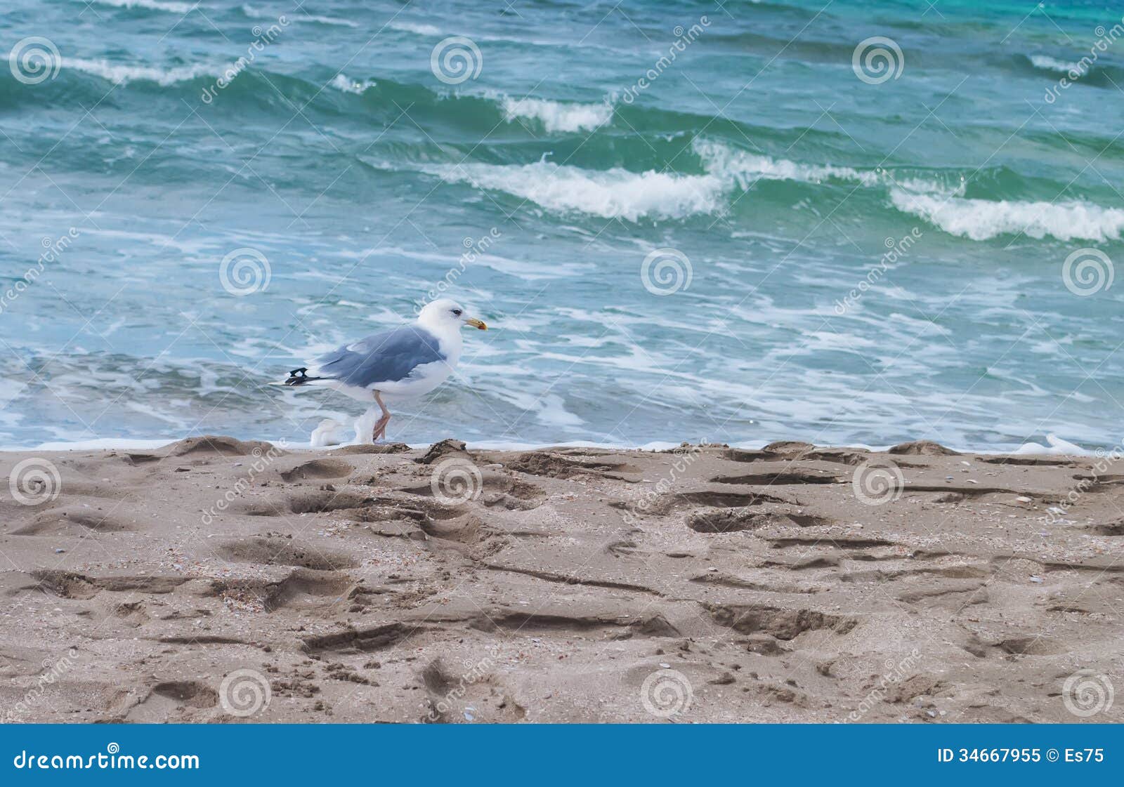 A Seagull Walking the Beach Stock Image - Image of coastline, travel ...