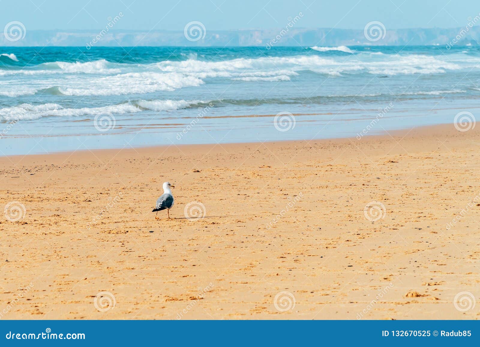 Seagull Walking on Beach stock image. Image of seaside - 132670525