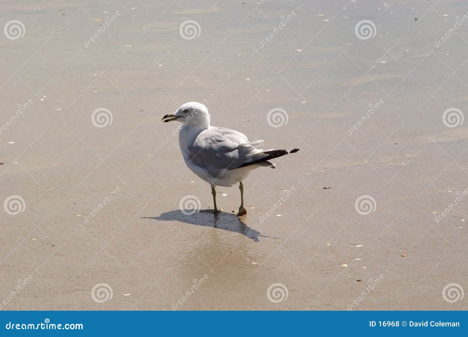 Seagull walking on sand stock photo. Image of bird, beach - 16968