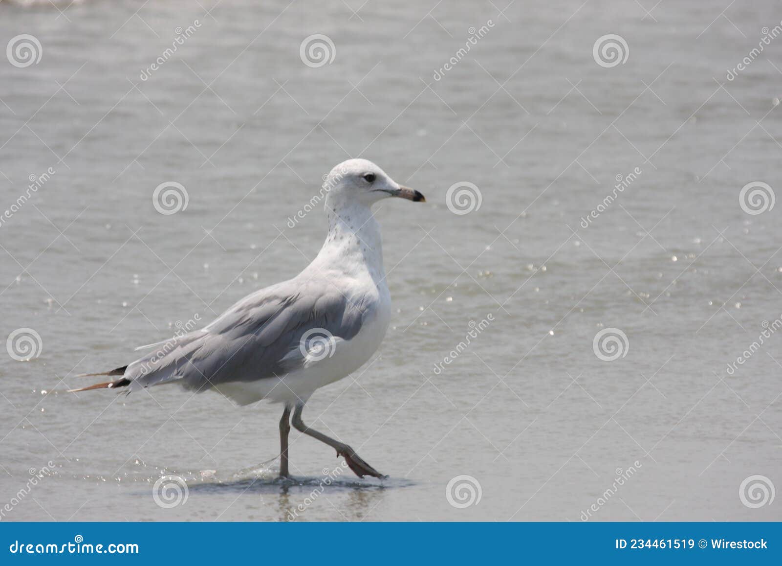 Seagull Walking on a Sandy Beach Stock Image - Image of water, beach ...