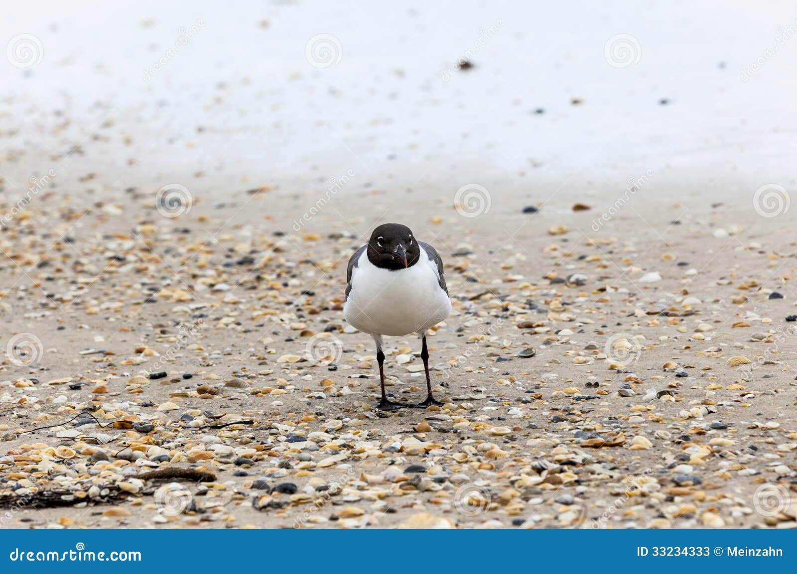 Seagull Walking at the Sandy Beach Stock Image - Image of start ...