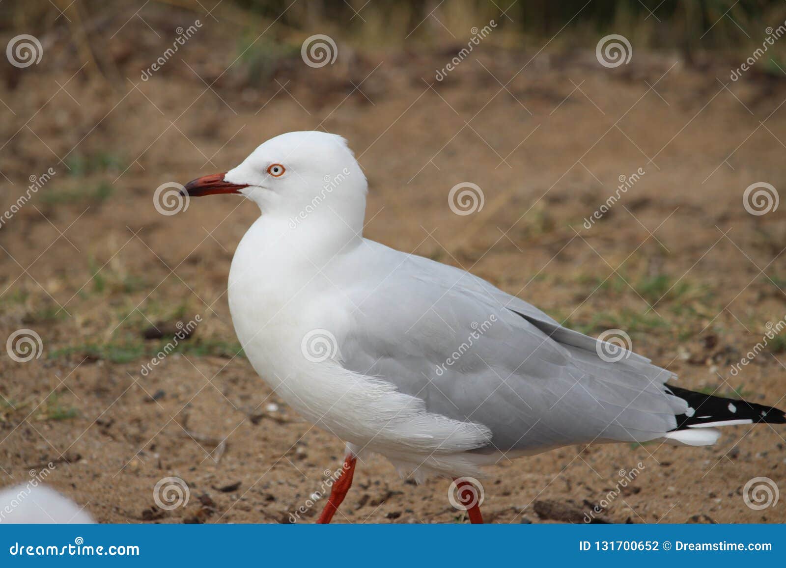 Seagull Walking on the Shore Stock Photo - Image of entrance, shore ...