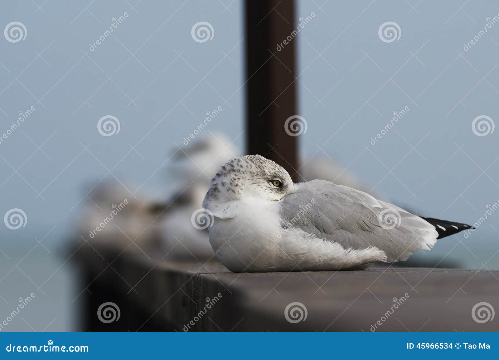 Seagull stock photo. Image of seagull, standing, looking - 45966534