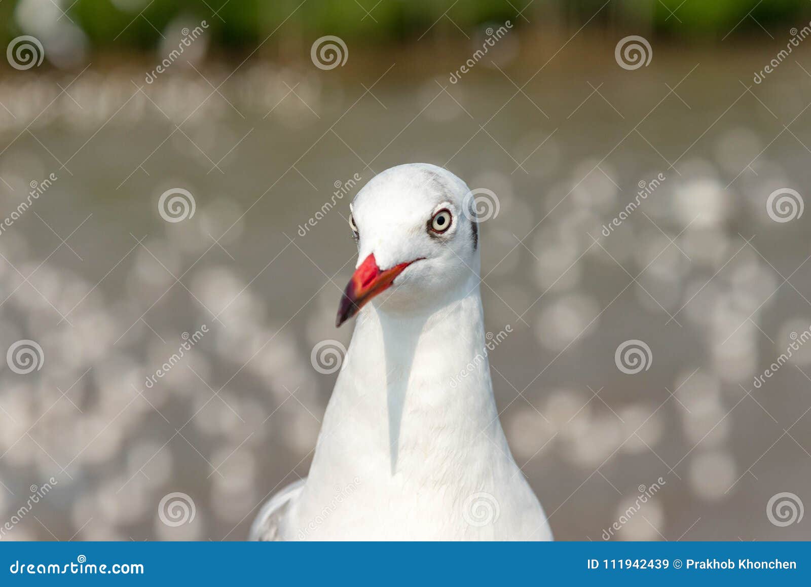A Seagull Was Staring at the Camera.the Animal Fixedly Looked at Stock ...
